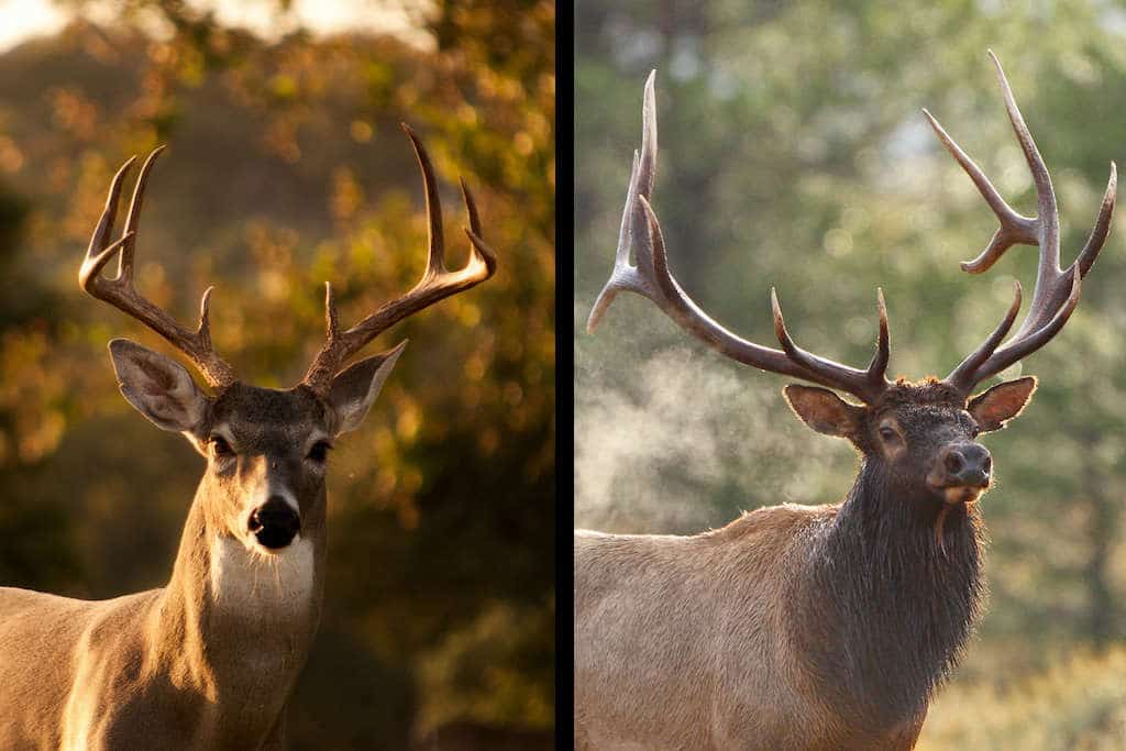 Elk vs. Deer Comparison: Size, Habitat, Meat & Main Differences