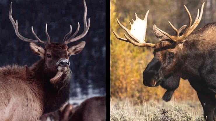 Elk vs. Deer Comparison: Size, Habitat, Meat & Main Differences