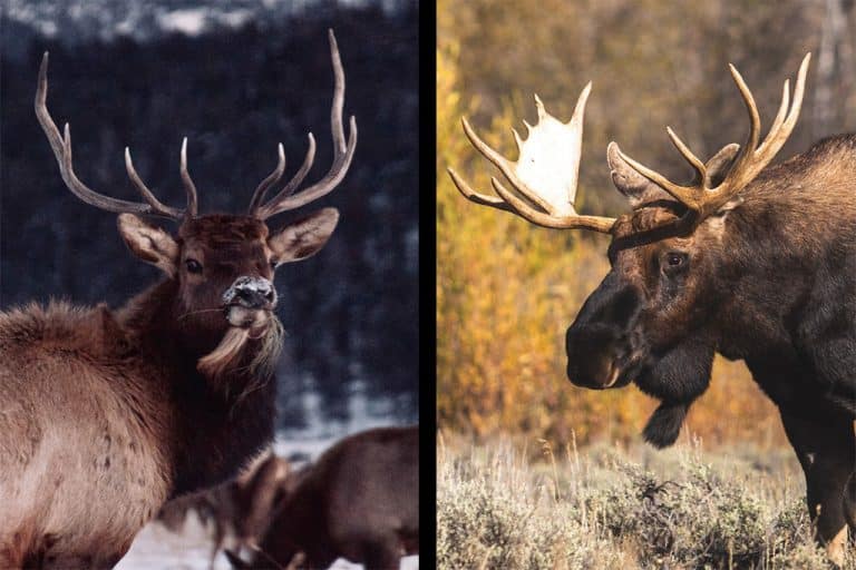Elk vs Moose Comparison: Size, Habitat, Meat & Main Differences
