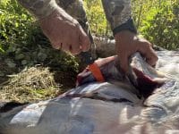 Best Skinning Knives 2025: Tested and Reviewed By Guides